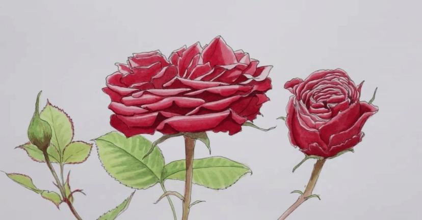 How to Draw a Rose by Hand: Easy Process, Realistic Blooms | Skillshare ...