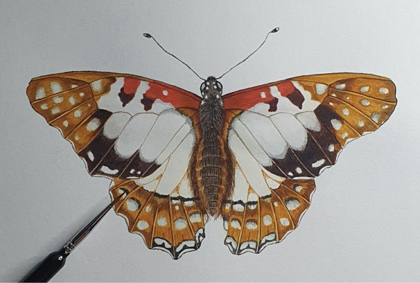 This Is How To Draw A Butterfly In 10 Steps Skillshare Blog