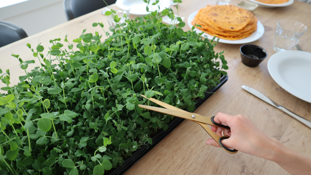 Guide: Creating an Edible Garden | Skillshare Blog