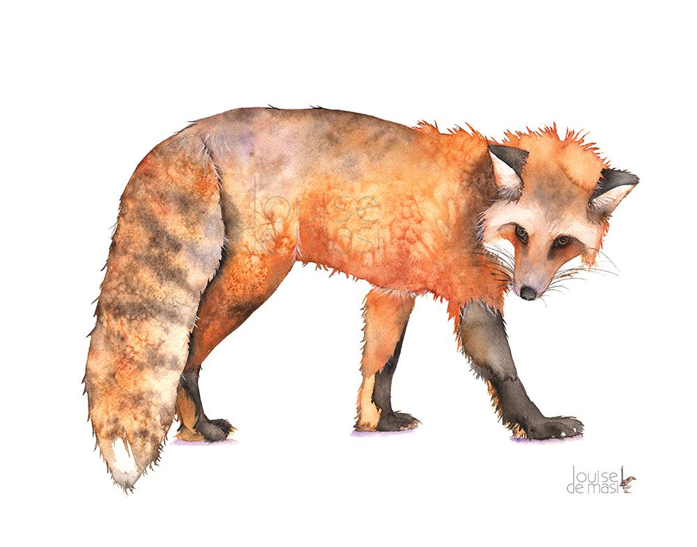 How to Paint a Watercolor Fox | Skillshare Blog