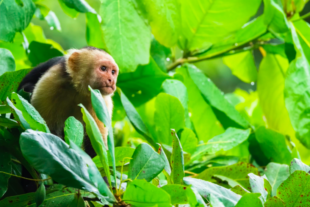 The Wild Art of Wildlife Photography | Skillshare Blog