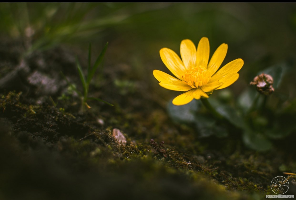 Flower Photography Blog | Best Flower Site