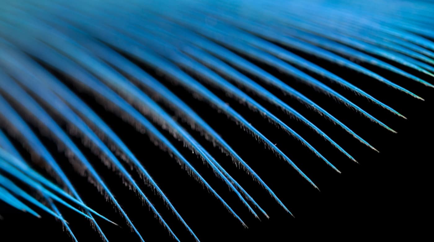 Micro Photography: Explore What the Naked Eye Can't See | Skillshare Blog