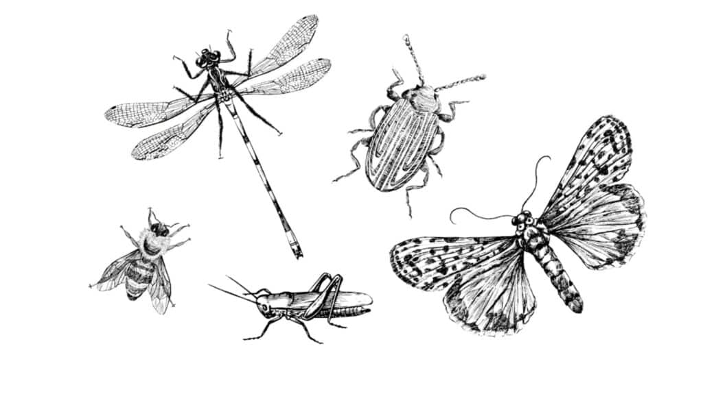 10 Inspiring Line Art Projects to Boost Your Creativity | Skillshare Blog