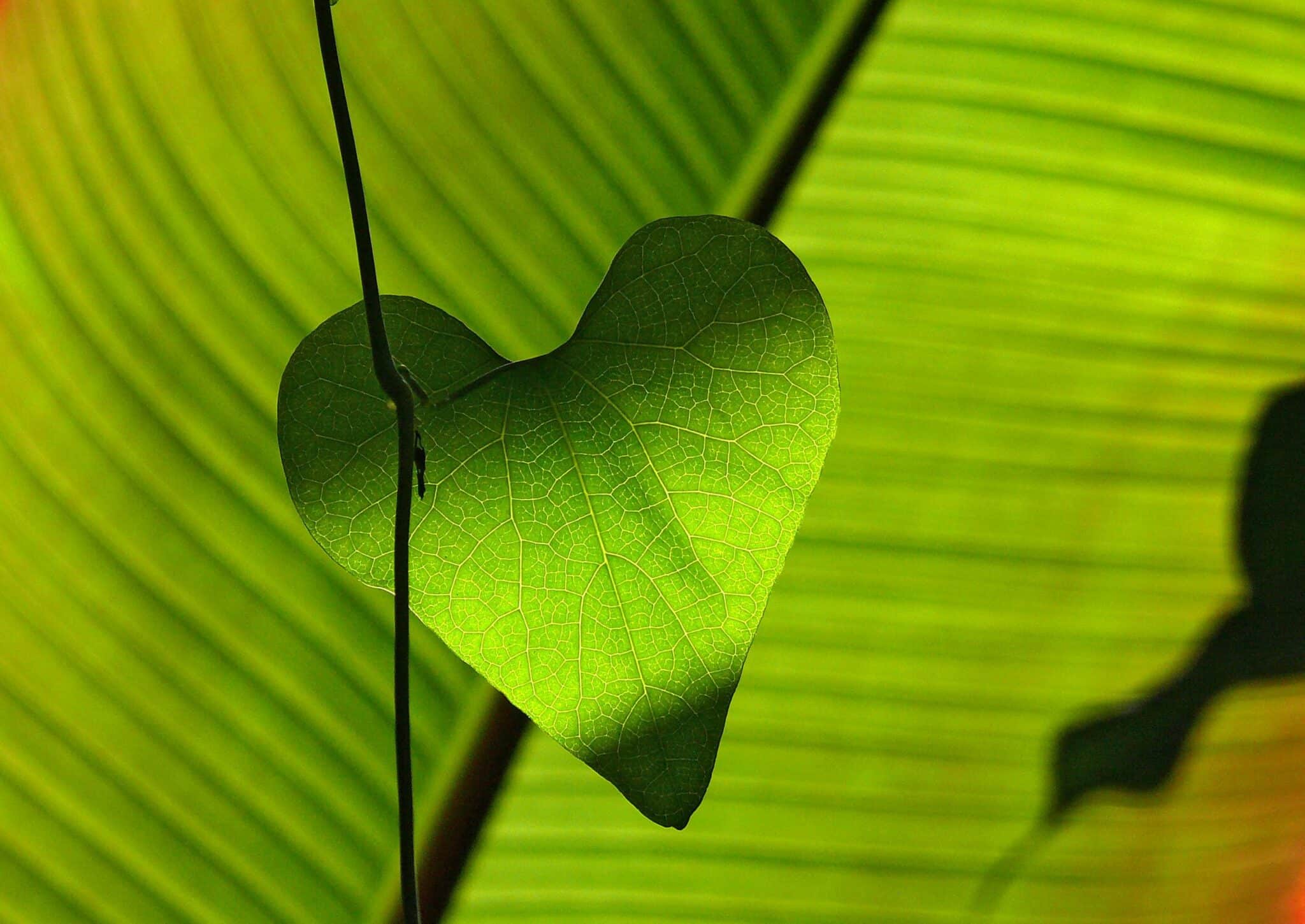 Biophilic Art: Rewild Your Imagination Through Creativity | Skillshare Blog